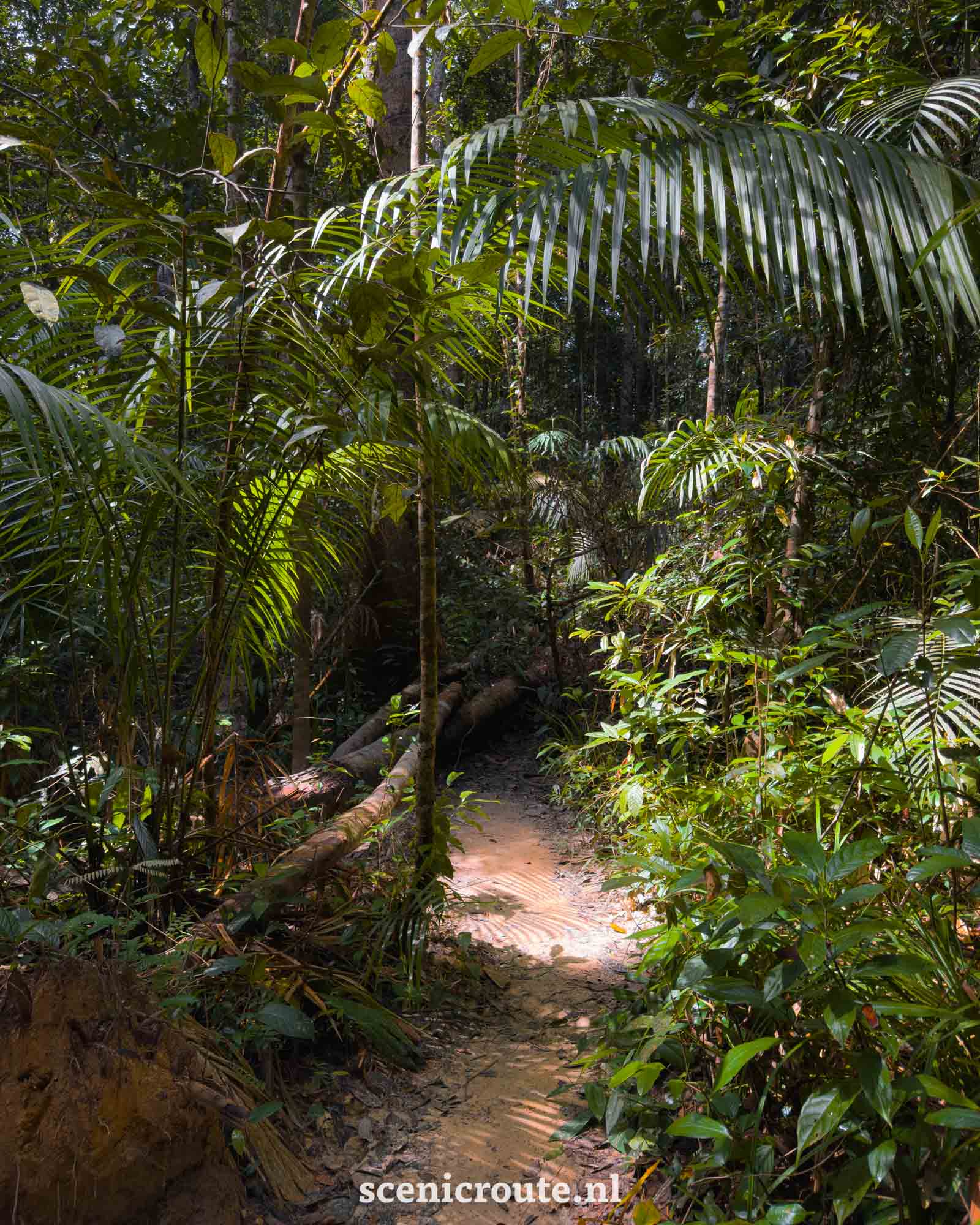 Hiken in Krabi: De Tab Kak Hang Nak Nature Trail | Scenic Route